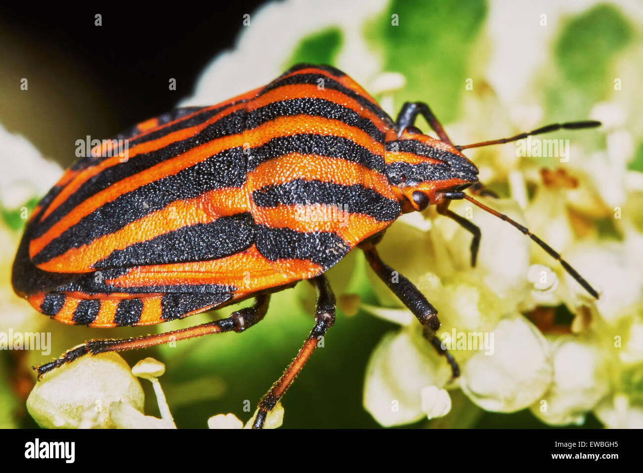 Italian beetle hi-res stock photography and images - Alamy