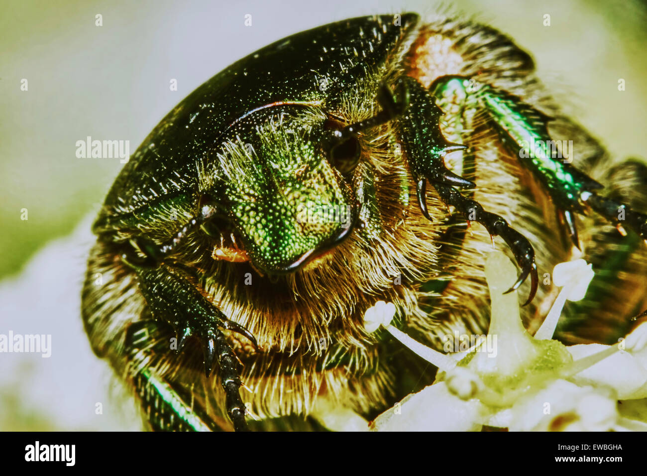 Green chafer on a flowering tree Stock Photo - Alamy