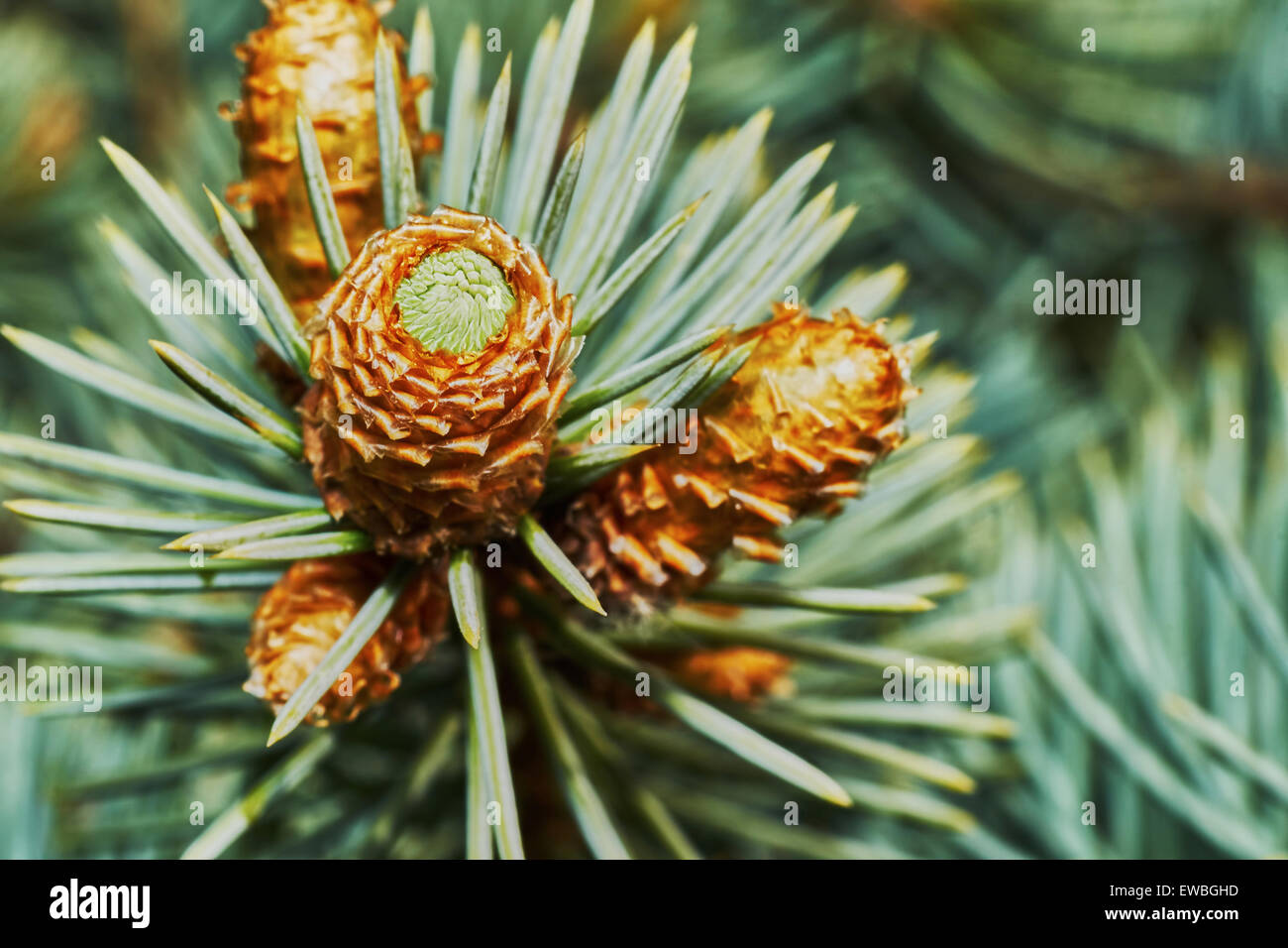 Fir cone hi-res stock photography and images - Alamy