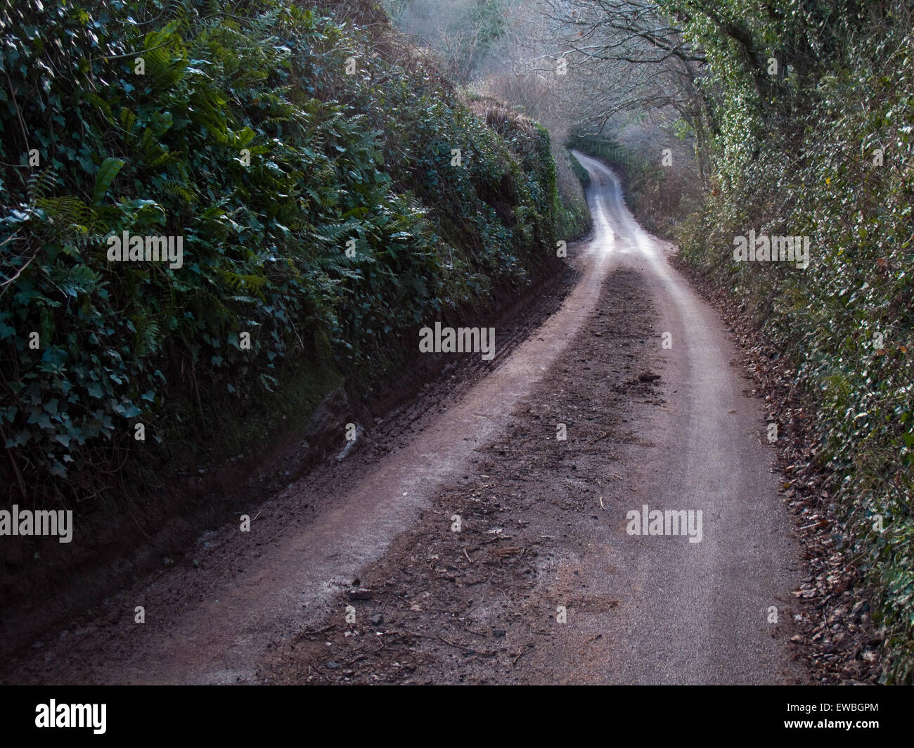 Country lane with hedge hi-res stock photography and images - Alamy