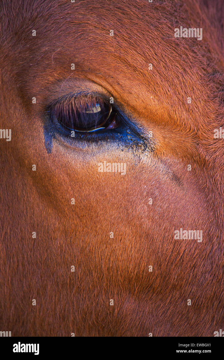 Close up cow face hi-res stock photography and images - Alamy