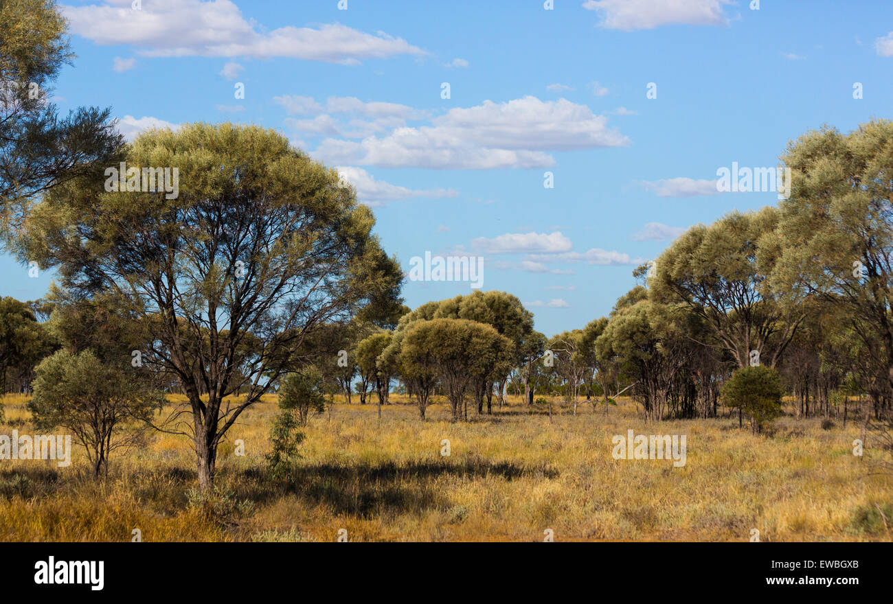 Acacia harpophylla brigalow hi-res stock photography and images - Alamy