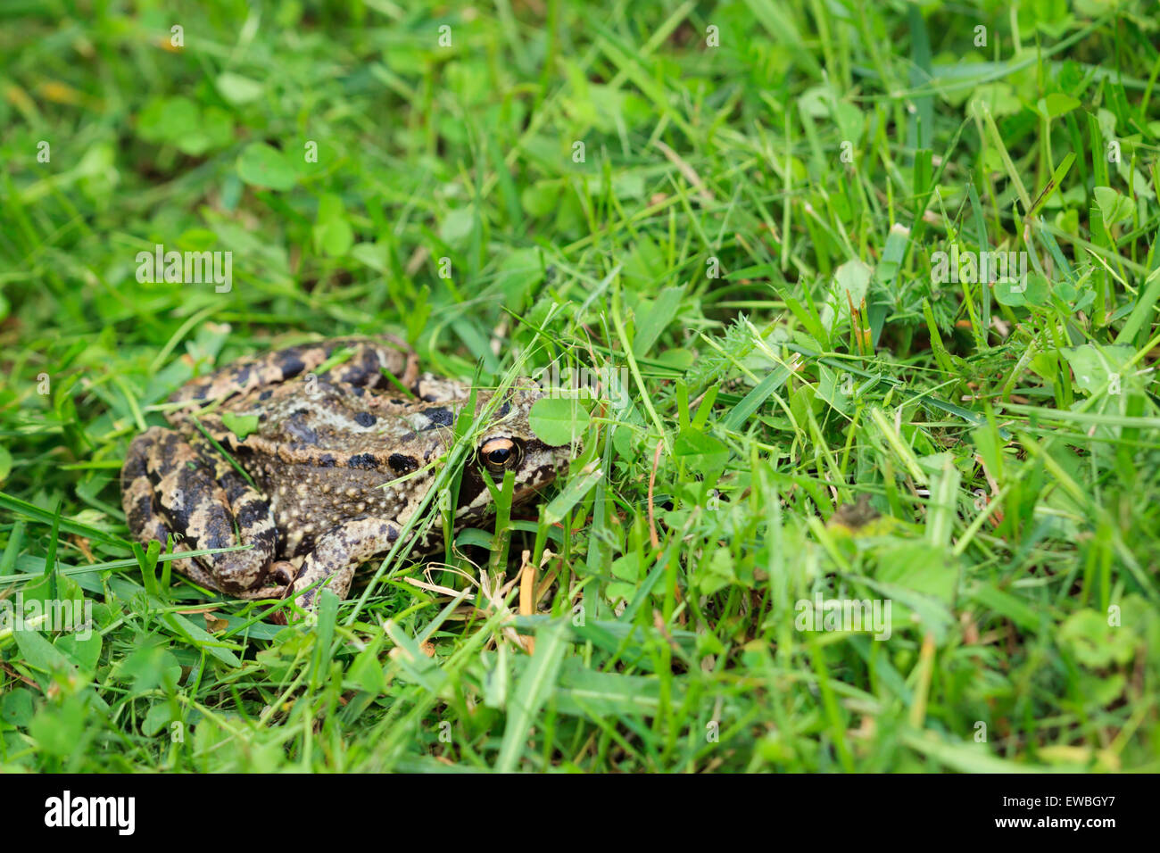 Frog on grass at summer Stock Photo - Alamy