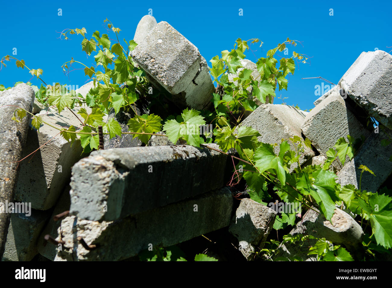 Pile Of Old Construction Concrete Overgrown By Wild Vine Stock Photo ...