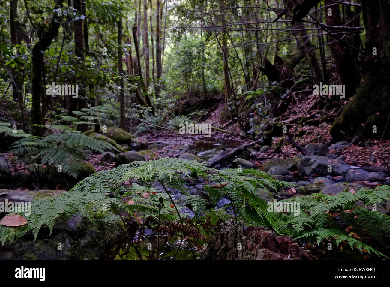 Cedro horizontal hi-res stock photography and images - Alamy