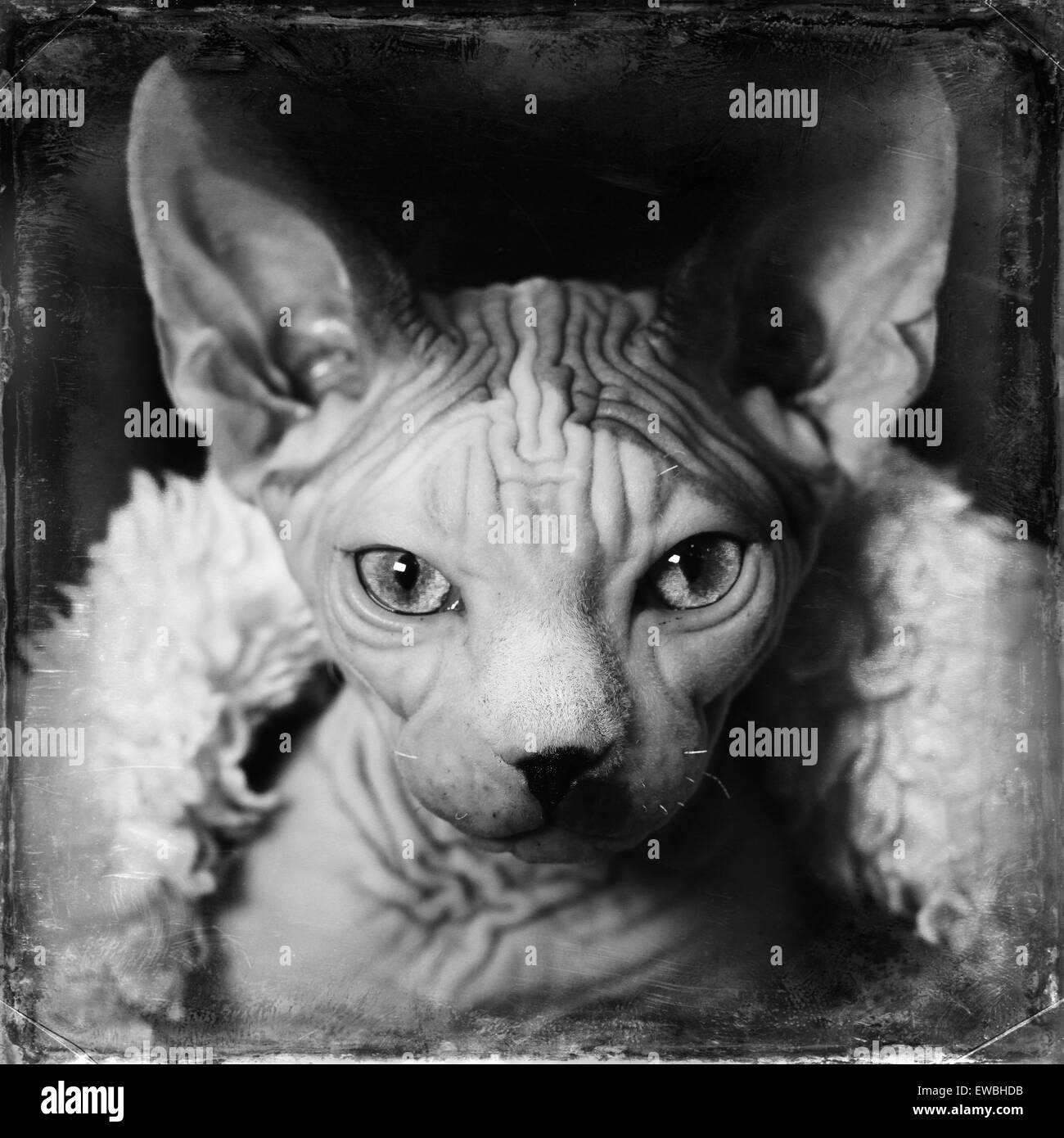 A Sphinx cat Stock Photo - Alamy