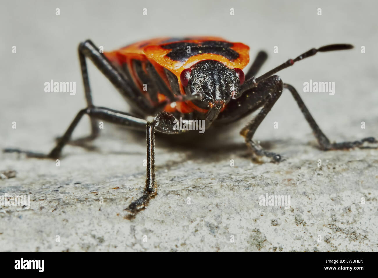 Wingless Insects Stock Photos & Wingless Insects Stock Images - Alamy