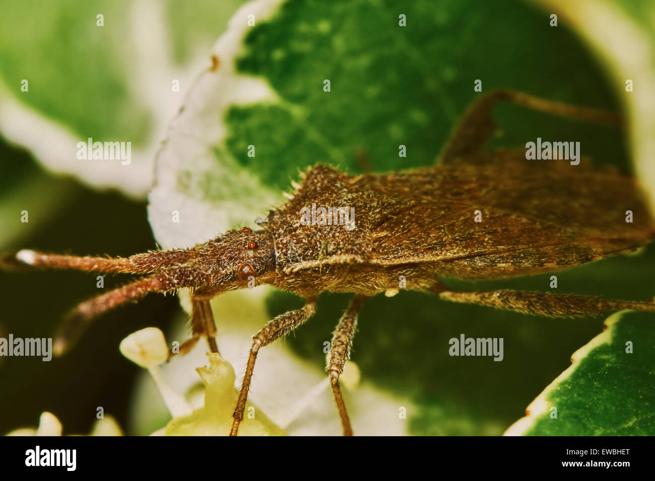 Bug mountain hi-res stock photography and images - Alamy
