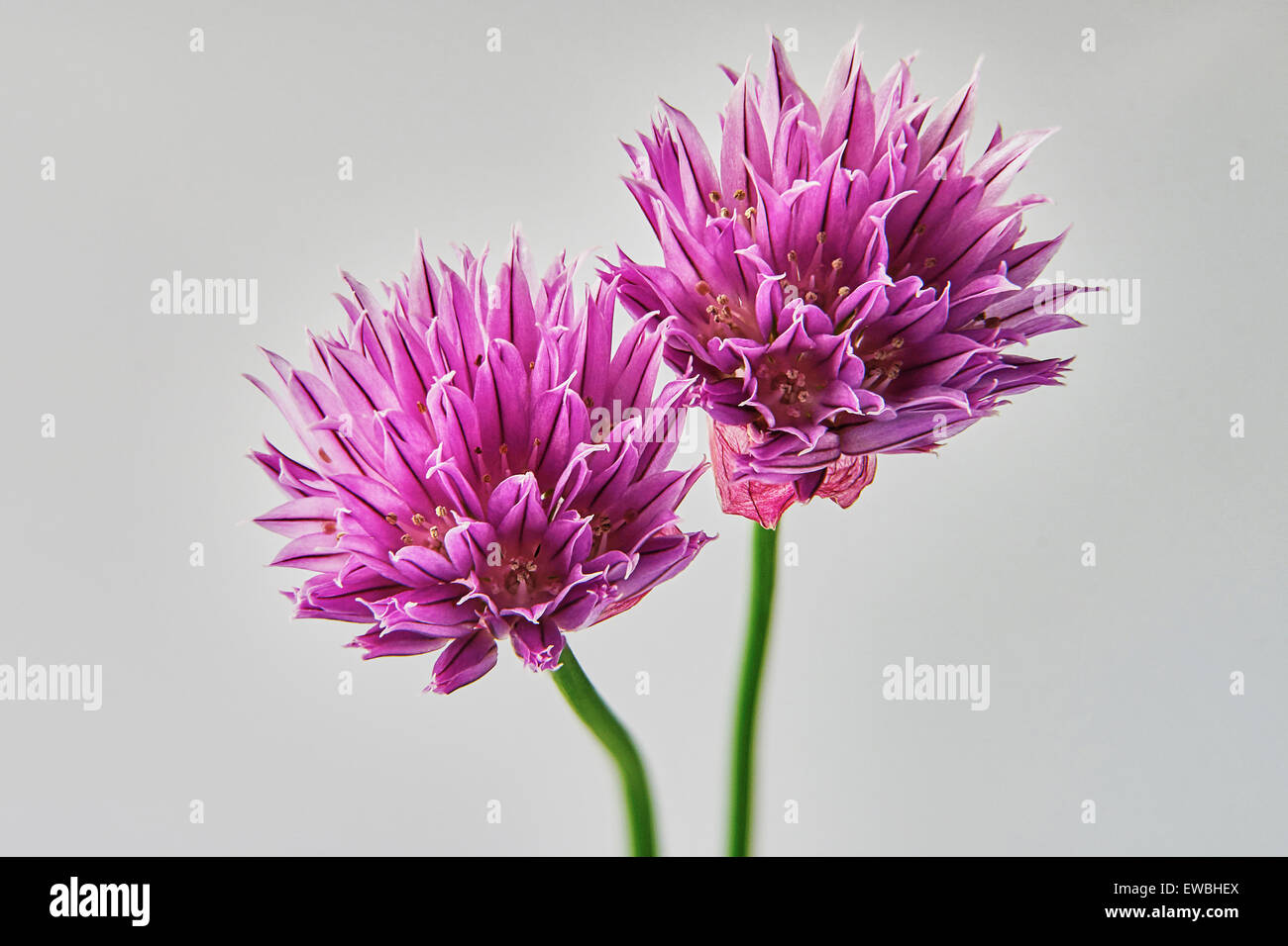 Two purple carnations closeup Stock Photo - Alamy