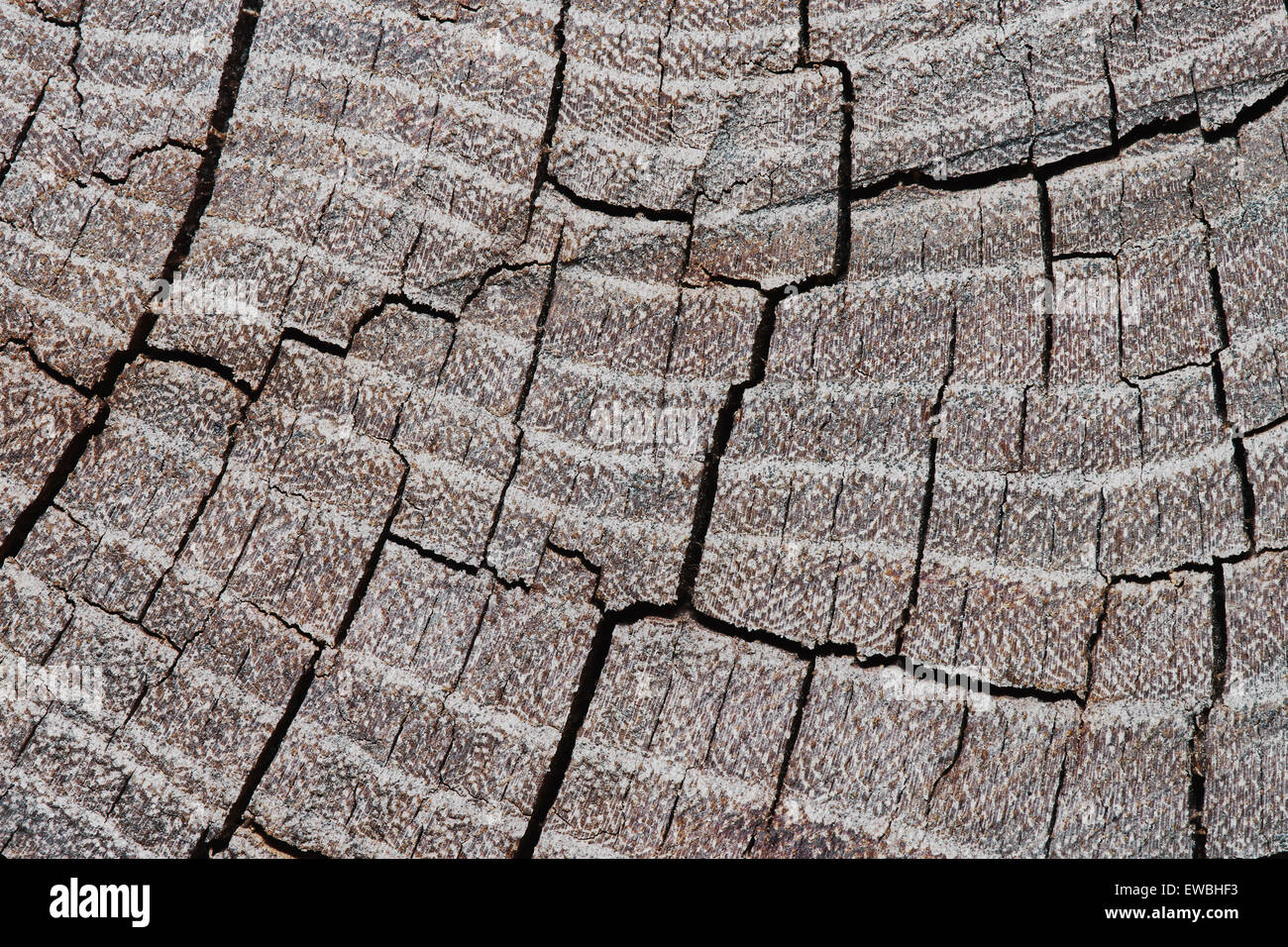 The cut of a tree close-up (texture Stock Photo - Alamy