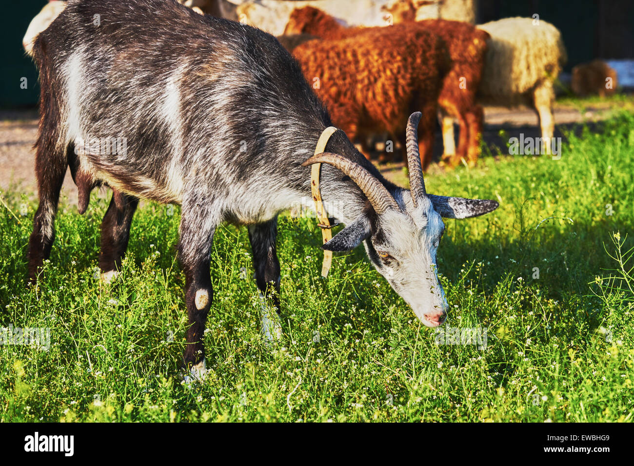 Goat grazing on the farm Stock Photo - Alamy