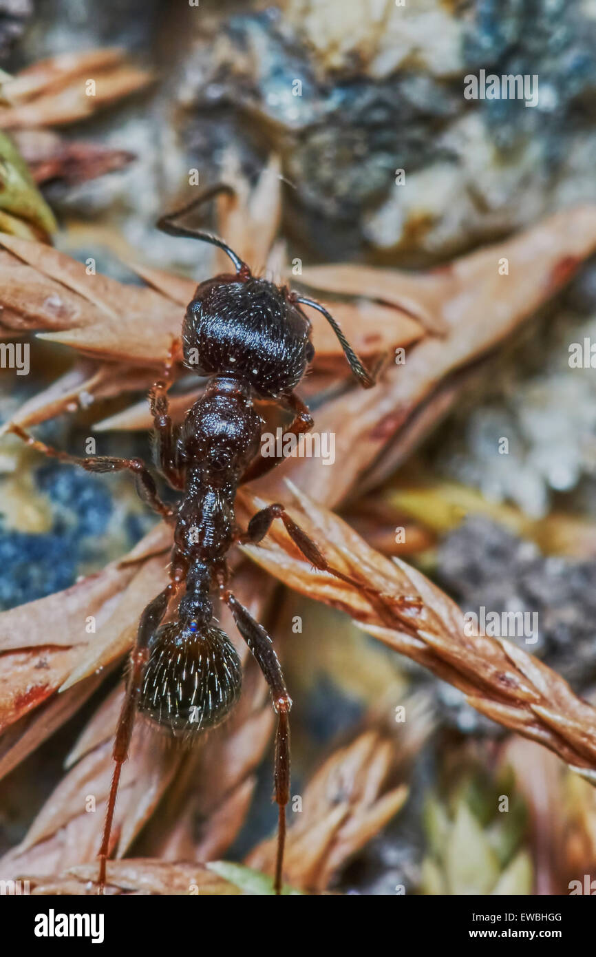 Ant outside in garden hi-res stock photography and images - Alamy