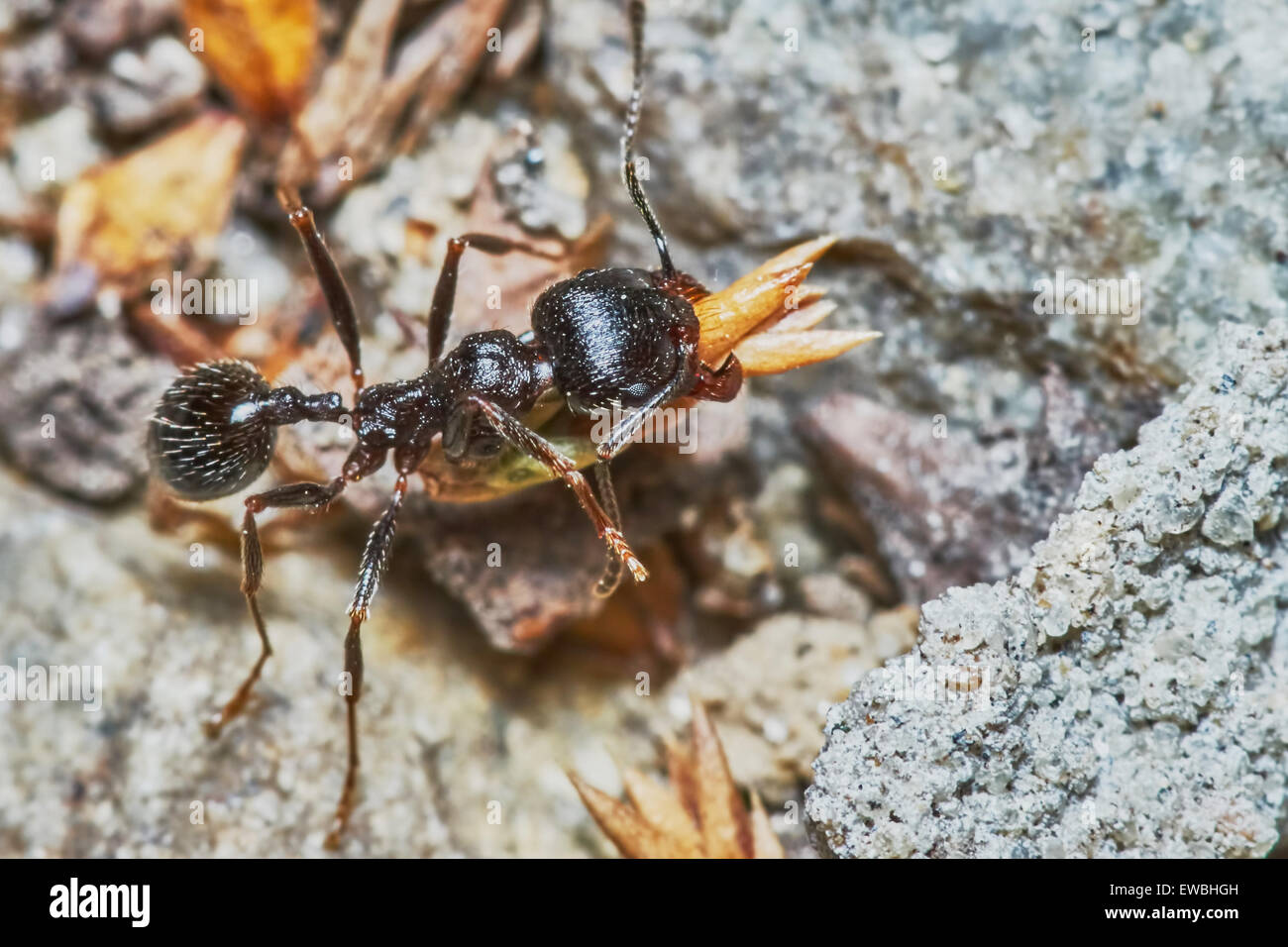 Ant outside in garden hi-res stock photography and images - Alamy