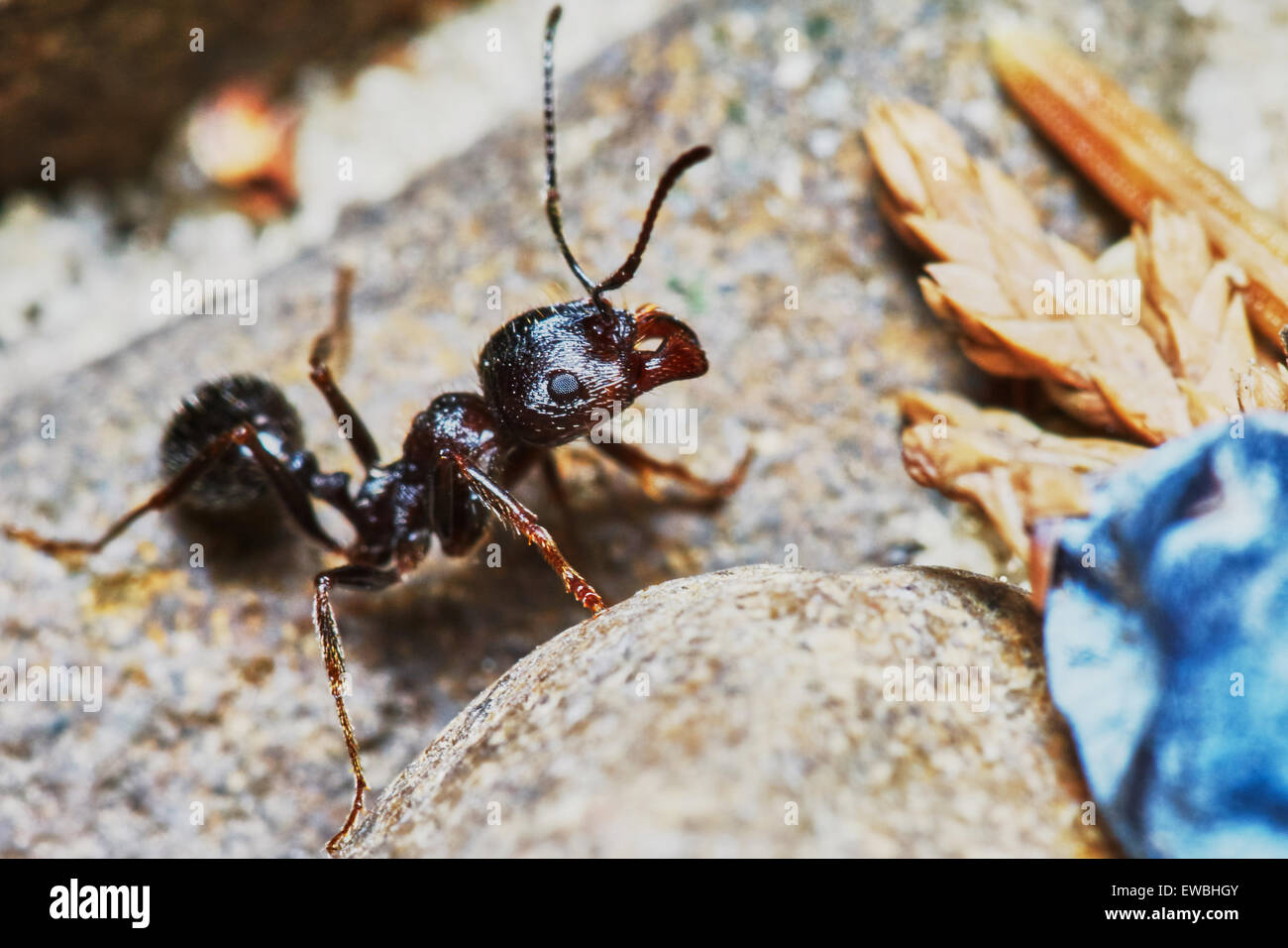Ant outside in the garden close-up Stock Photo - Alamy