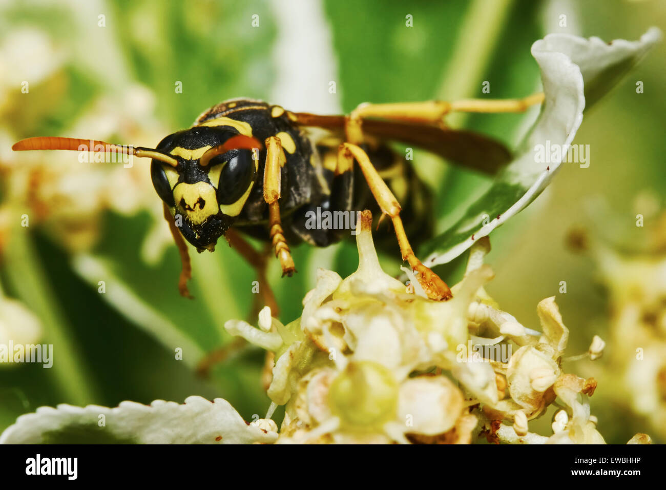 Wasp on a flowering tree in the summer garden Stock Photo - Alamy