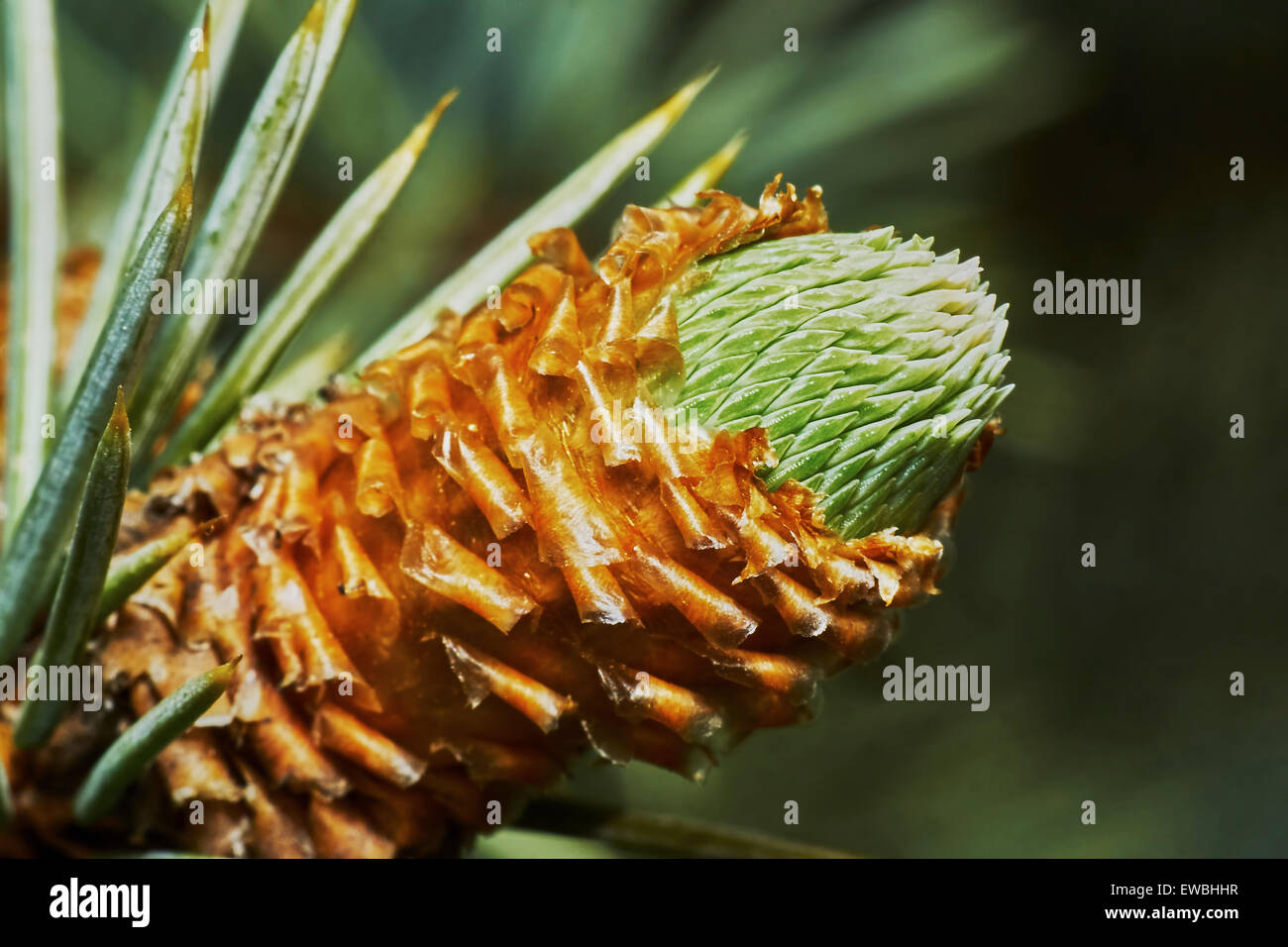 Fir cone hi-res stock photography and images - Alamy