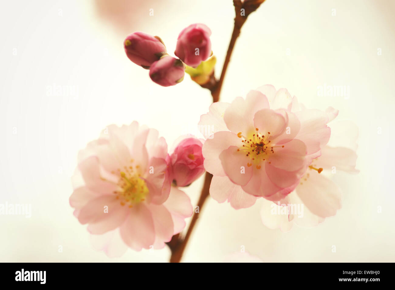Cherry blossom colors white flowers hi-res stock photography and images ...