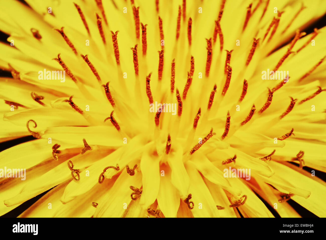 Yellow dandelion closeup(texture Stock Photo - Alamy