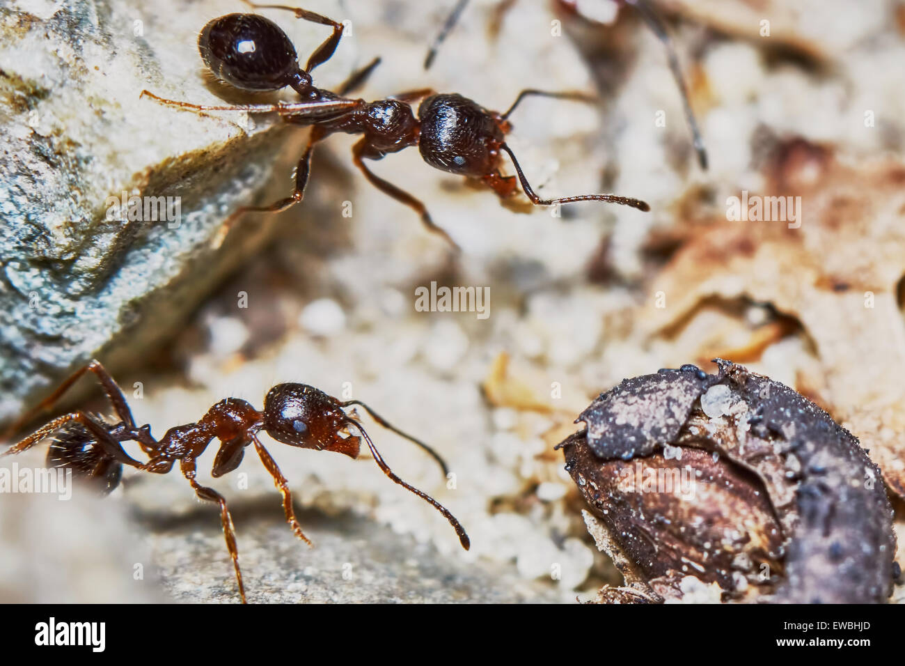Ants close up hi-res stock photography and images - Alamy
