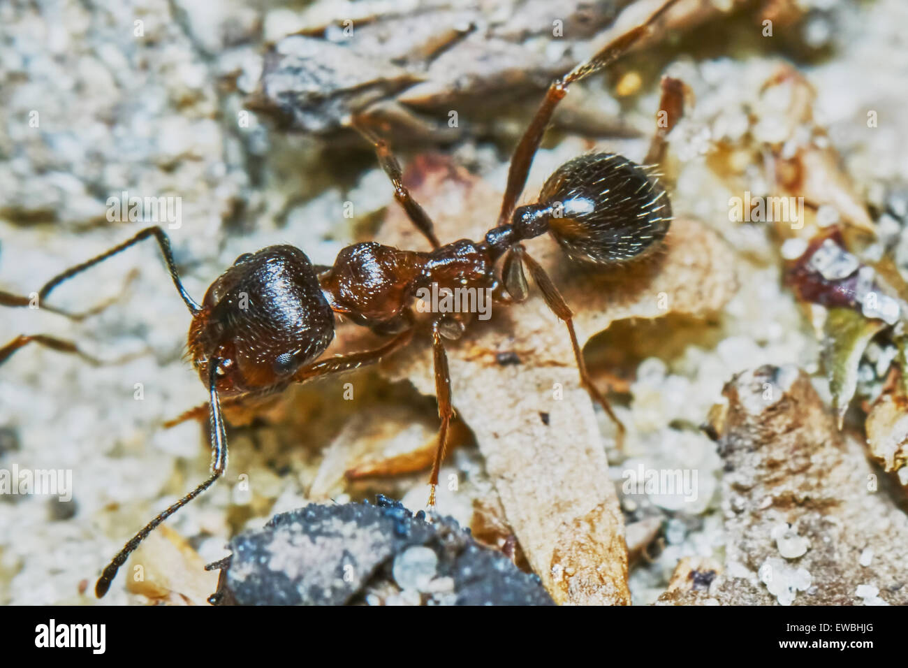 Ant outside in the garden close-up Stock Photo - Alamy