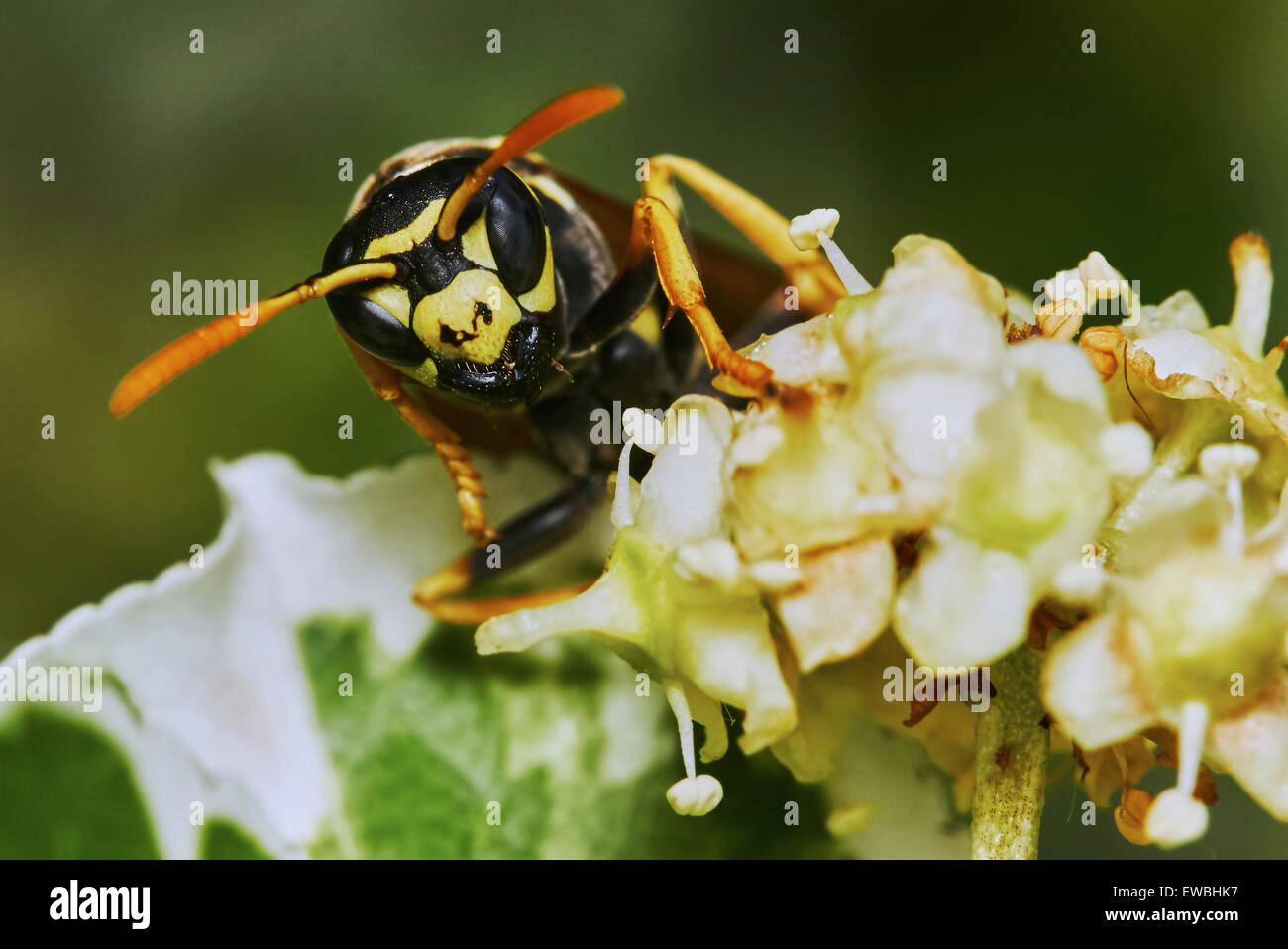 Wasp on a flowering tree in the summer garden Stock Photo - Alamy
