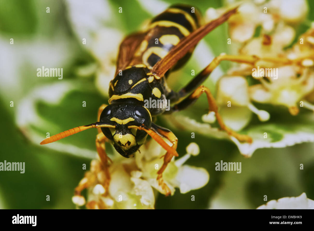 Tree wasp hi-res stock photography and images - Alamy