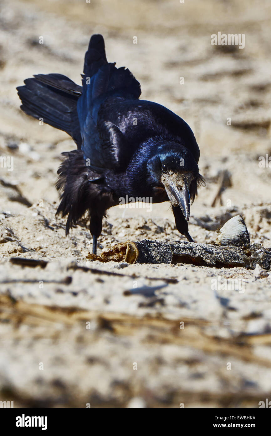 Crow on the beach Stock Photo - Alamy