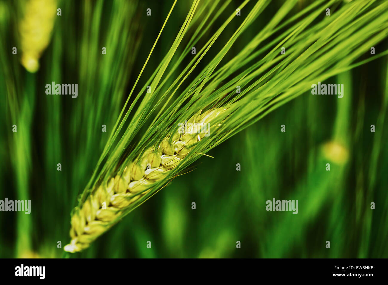 Green barley spike closeup Stock Photo - Alamy