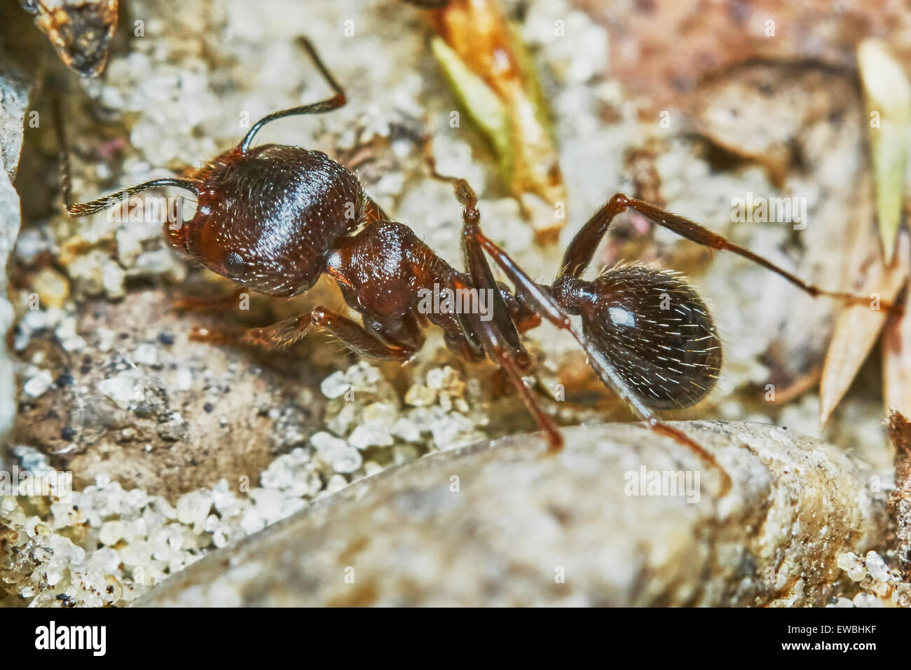 Ant outside in the garden close-up Stock Photo - Alamy