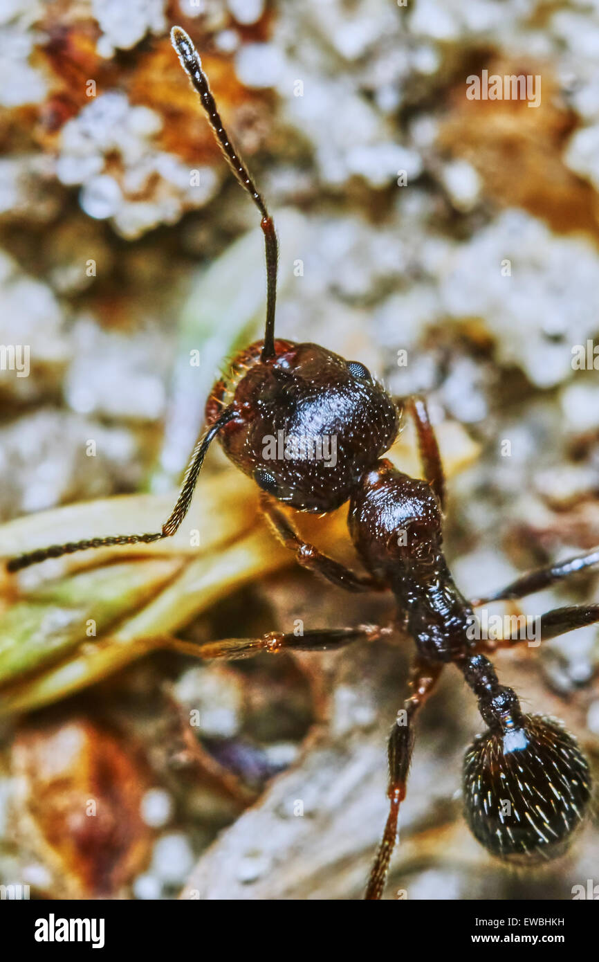 Ant outside in the garden close-up Stock Photo - Alamy