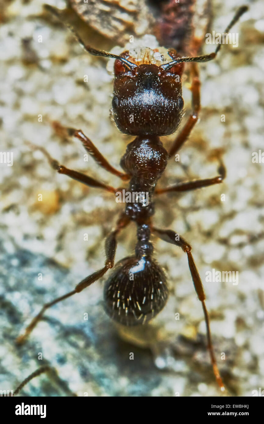 Ant outside in the garden close-up Stock Photo - Alamy