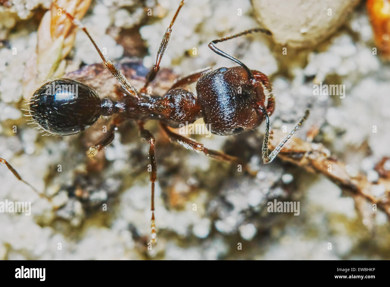 Ant outside in the garden close-up Stock Photo - Alamy