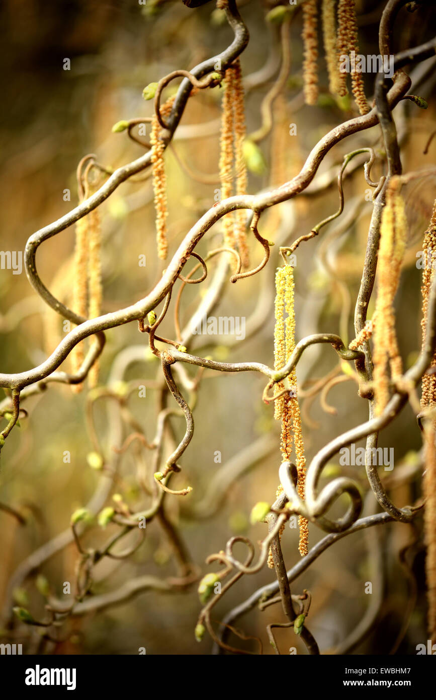 Image of hazel catkins High Resolution Stock Photography and Images - Alamy