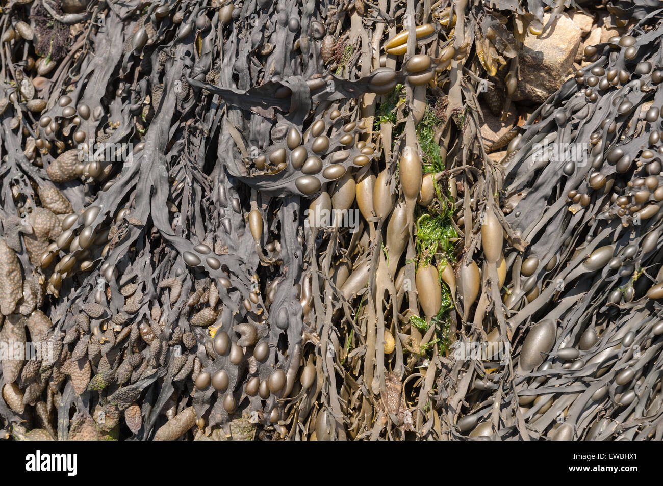 Knotted wrack algae hi-res stock photography and images - Alamy