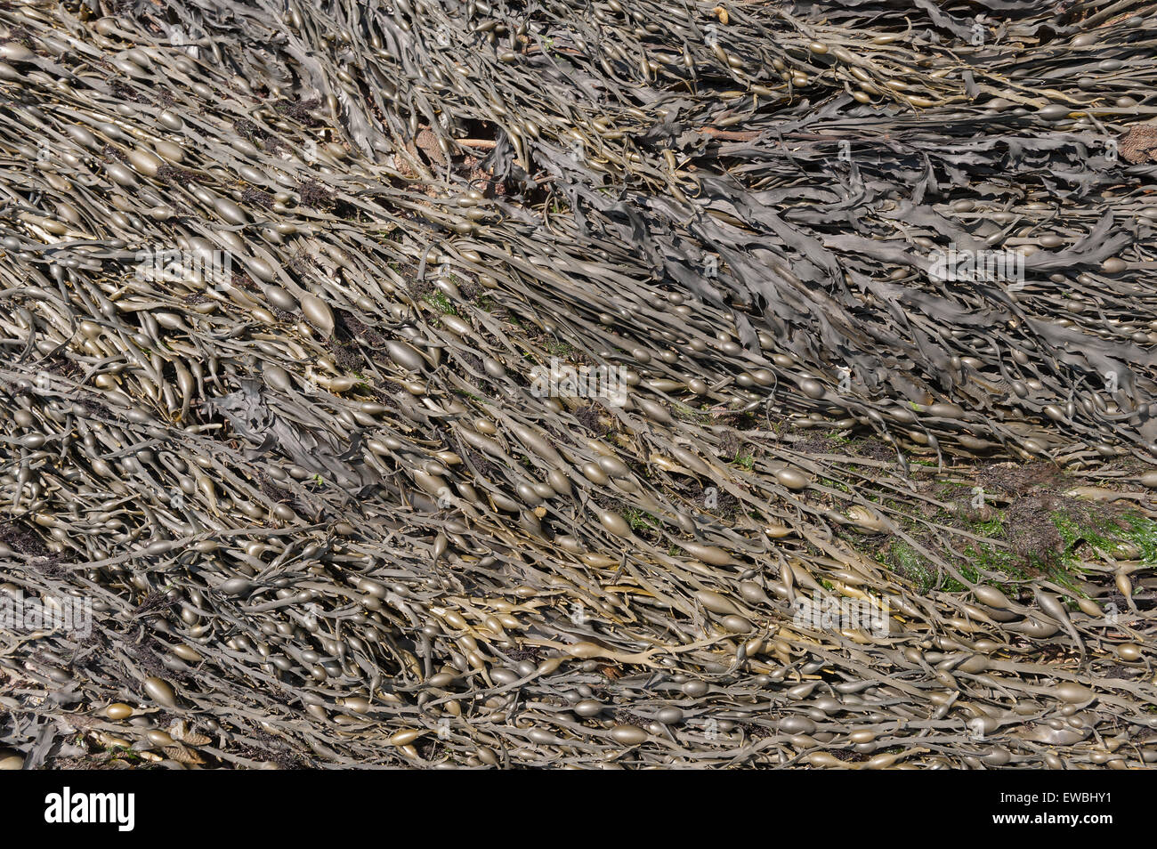 Knotted wrack algae hi-res stock photography and images - Alamy