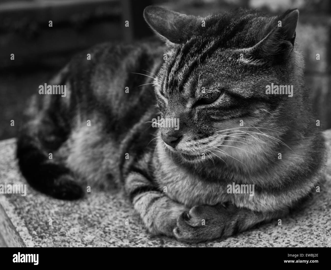 A stray cat napping in a temple Stock Photo - Alamy