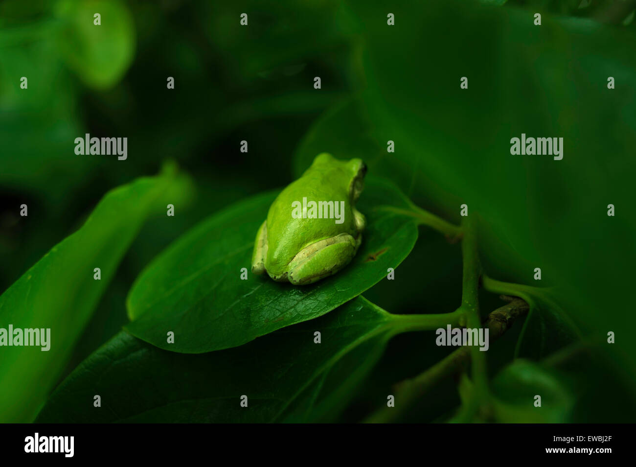 A green frog waiting for a storm to pass Stock Photo - Alamy