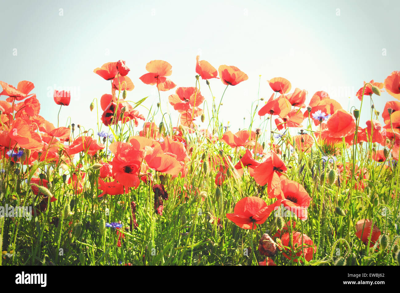 red poppy field Stock Photo - Alamy