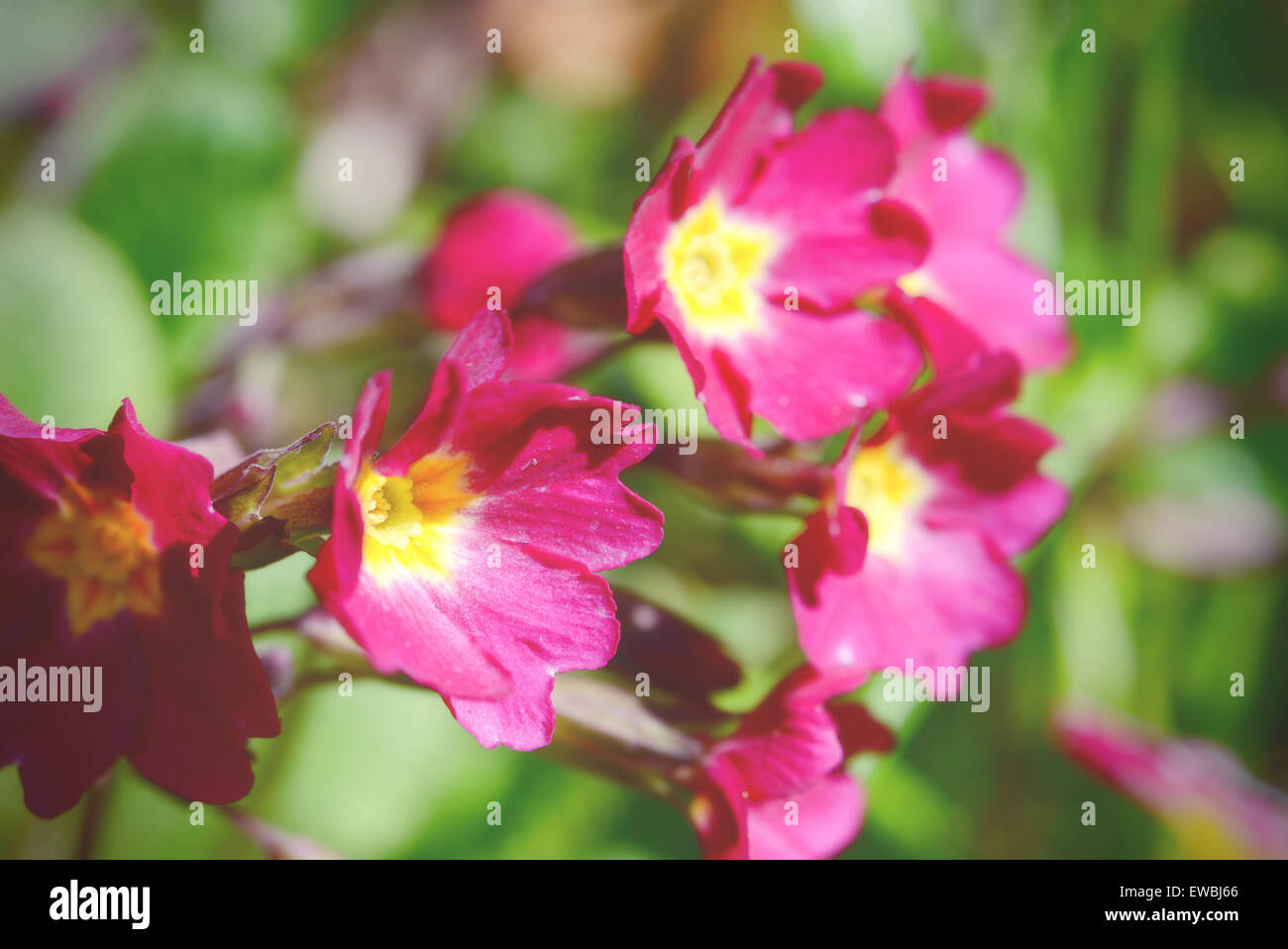 soft pink primrose details Stock Photo - Alamy