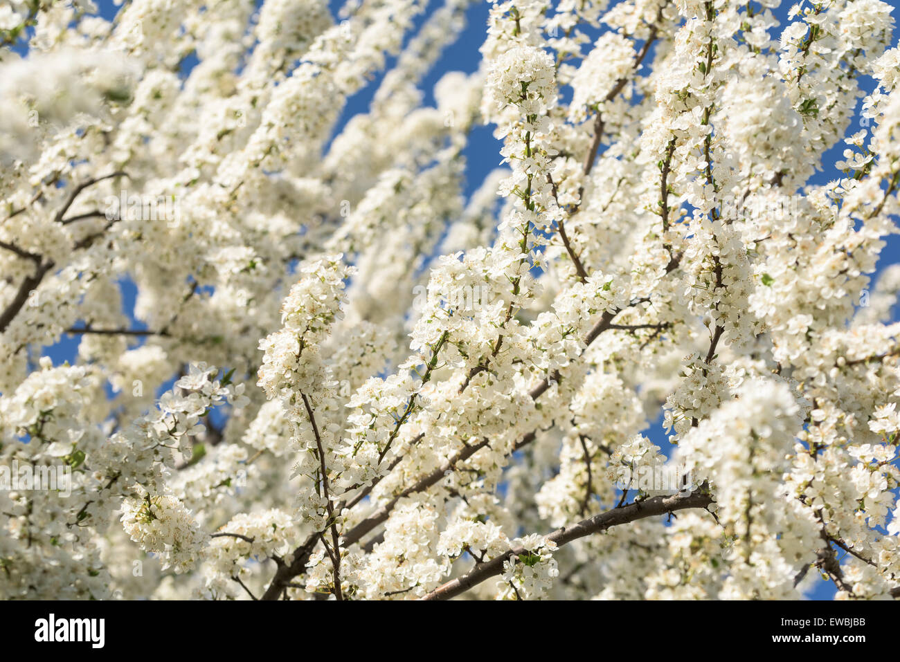 Beautiful white plum flowers hi-res stock photography and images - Alamy
