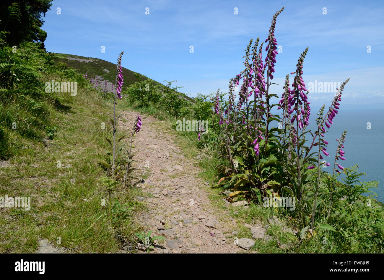 foxgloves digitalis purpurea lining a coast path walk at Countisbury ...