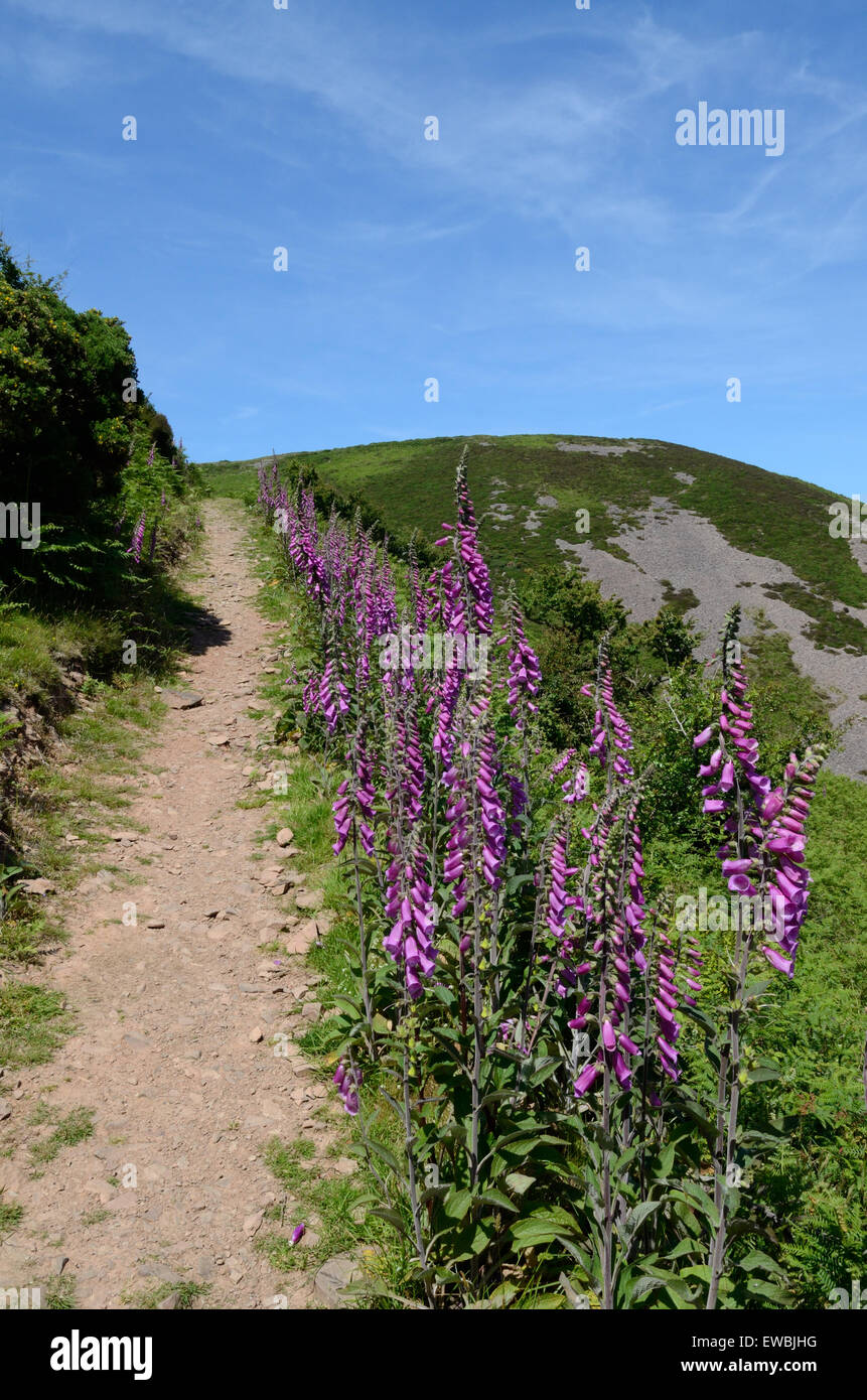 foxgloves digitalis purpurea lining a coast path walk at Countisbury ...