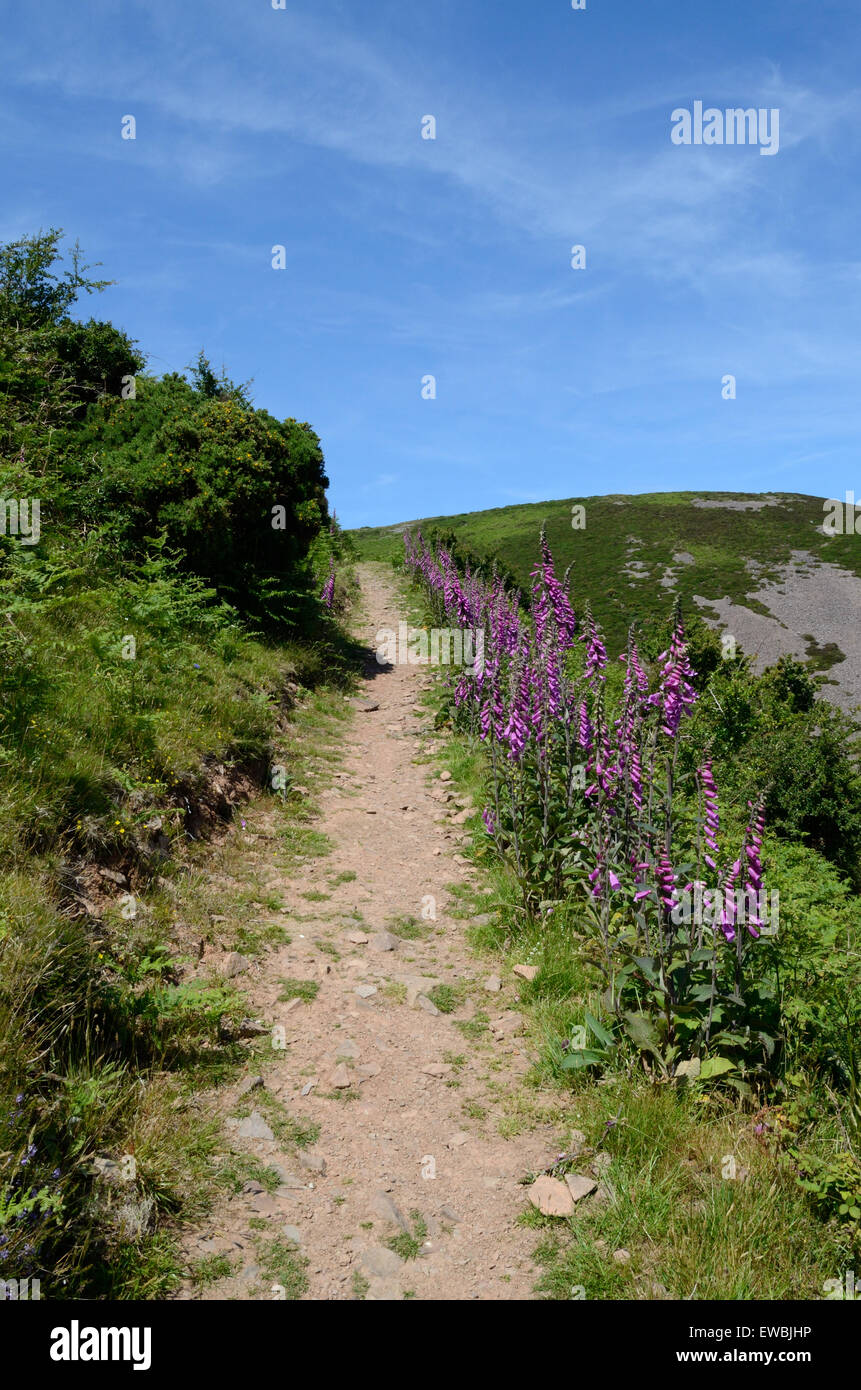foxgloves digitalis purpurea lining a coast path walk at Countisbury ...