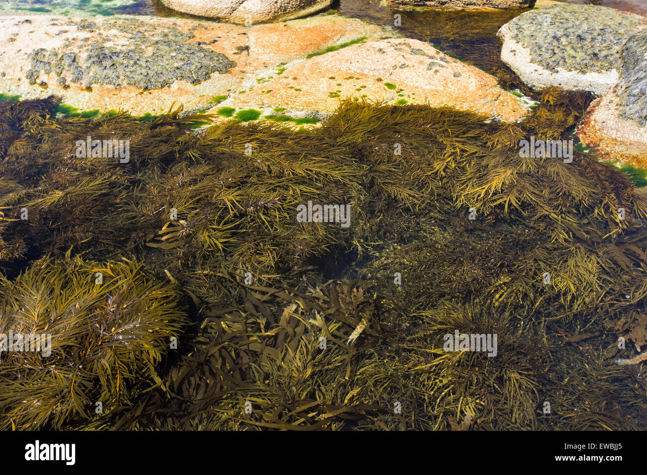 Seaweed in a Rock Pool, Tasmania Stock Photo - Alamy
