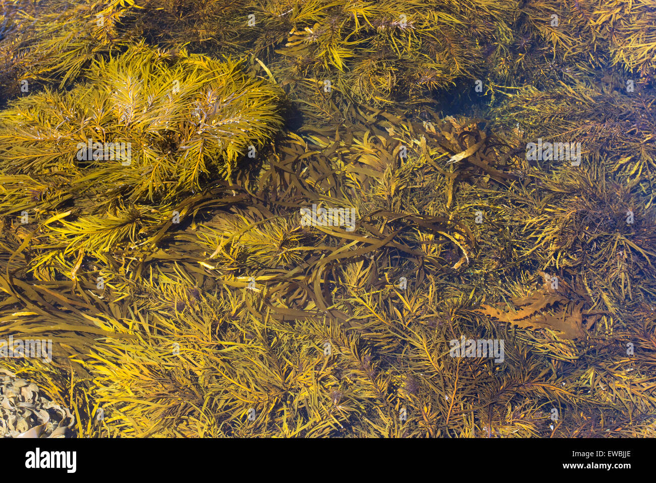 Seaweed in a Rock Pool, Tasmania Stock Photo - Alamy