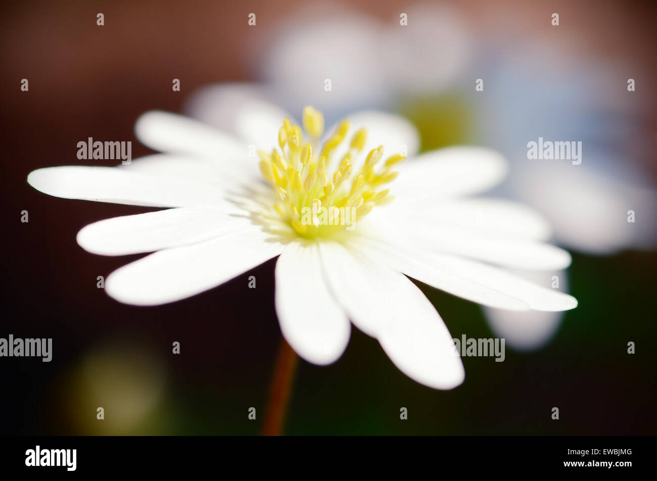 Soft windflower hi-res stock photography and images - Alamy