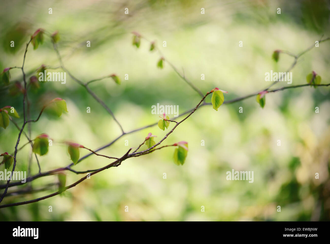 Beech tree leaf High Resolution Stock Photography and Images - Alamy