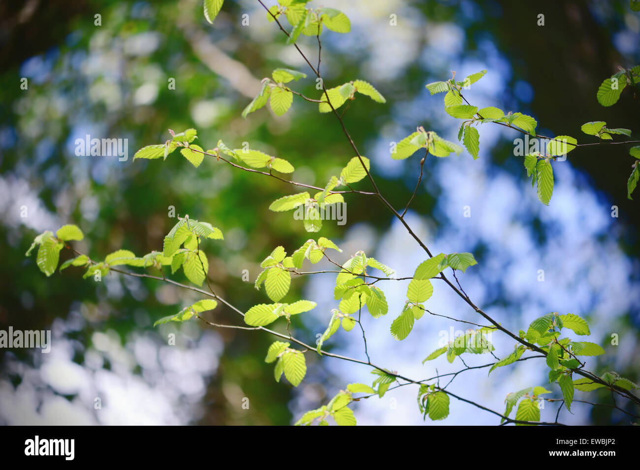 Spring Growth On Beech Tree High Resolution Stock Photography and ...