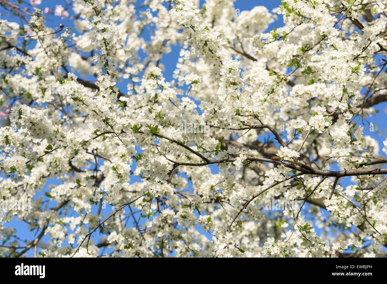 Plum tree spring white flowers hi-res stock photography and images - Alamy