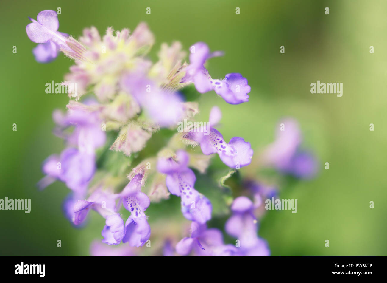 Catnip purple flower hi-res stock photography and images - Alamy